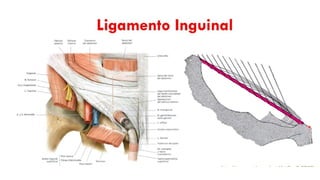hernias inguinocrural. HERNIA HERNIA HERNIA HERNIA | PPTX