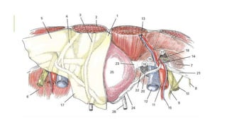 hernias inguinocrural. HERNIA HERNIA HERNIA HERNIA | PPTX