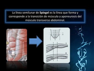 Hernias no inguinales | PPTX