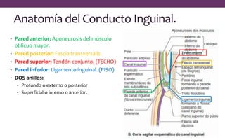 HERNIAS parte 1.pdf