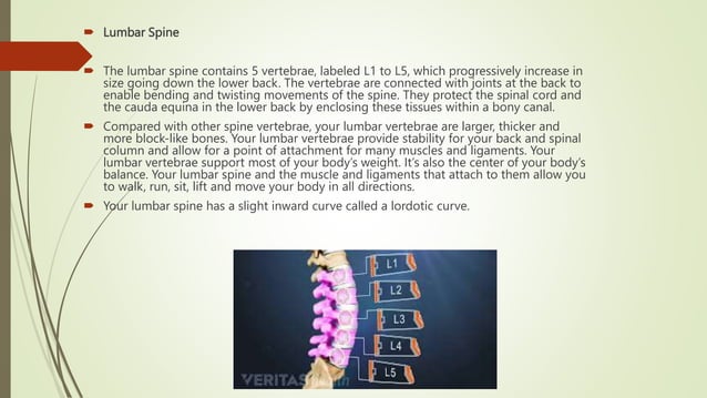 Herniated Nucleus Pulposus (HNP).pptx | Physical Therapy | Wellness