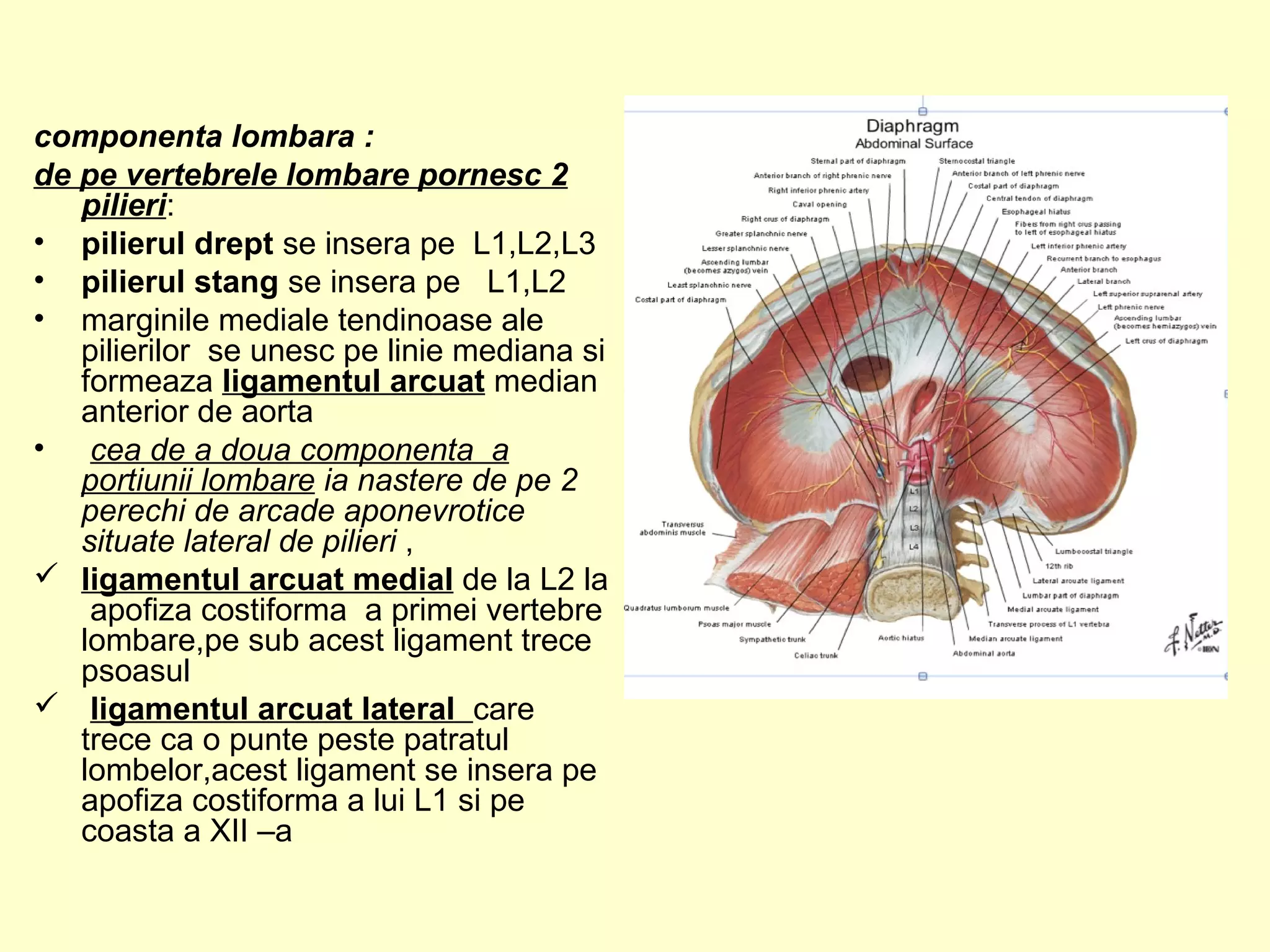 Hernii diafragmatice | PPT