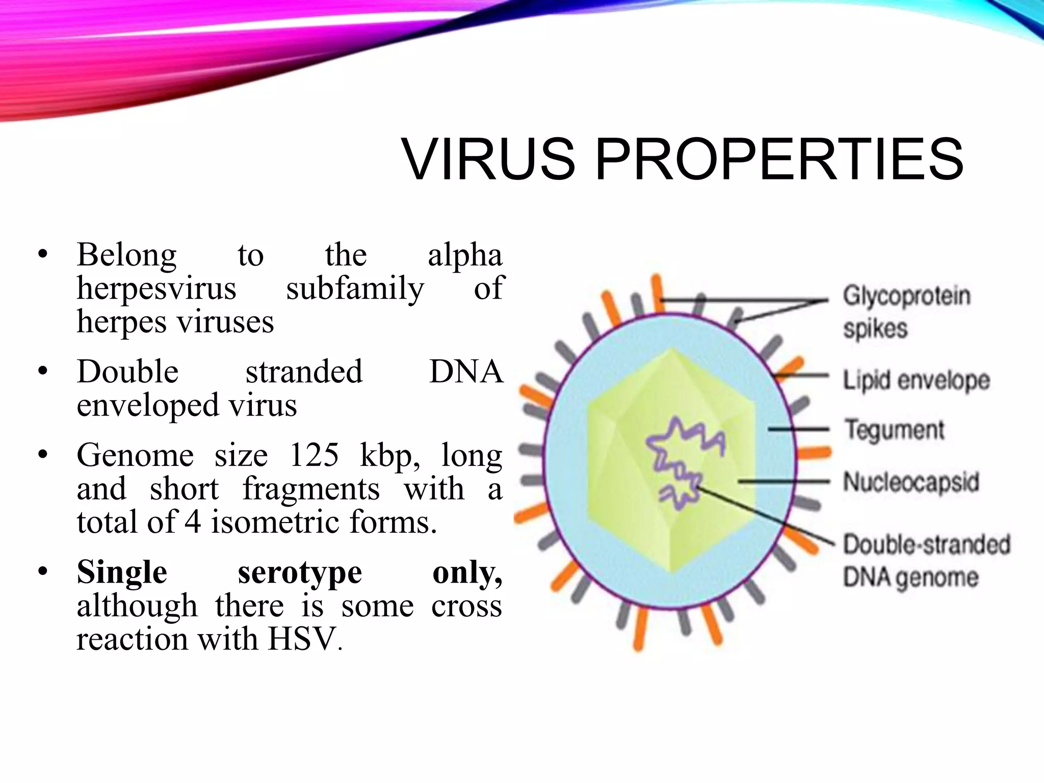Chicken Pox (Varicella) & Herpes Zoster | PPTX