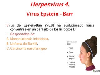 Herpes 4, 5, 6, 7 y 8 | PPTX