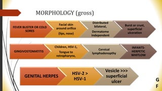 Herpes and cmv | PPTX | Infectious Diseases | Diseases and Conditions