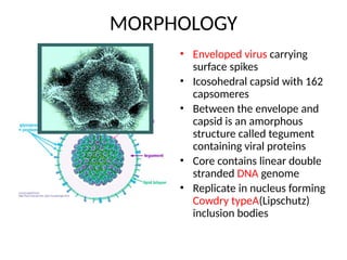 herpes for bachelor of dental surgery students.pptx
