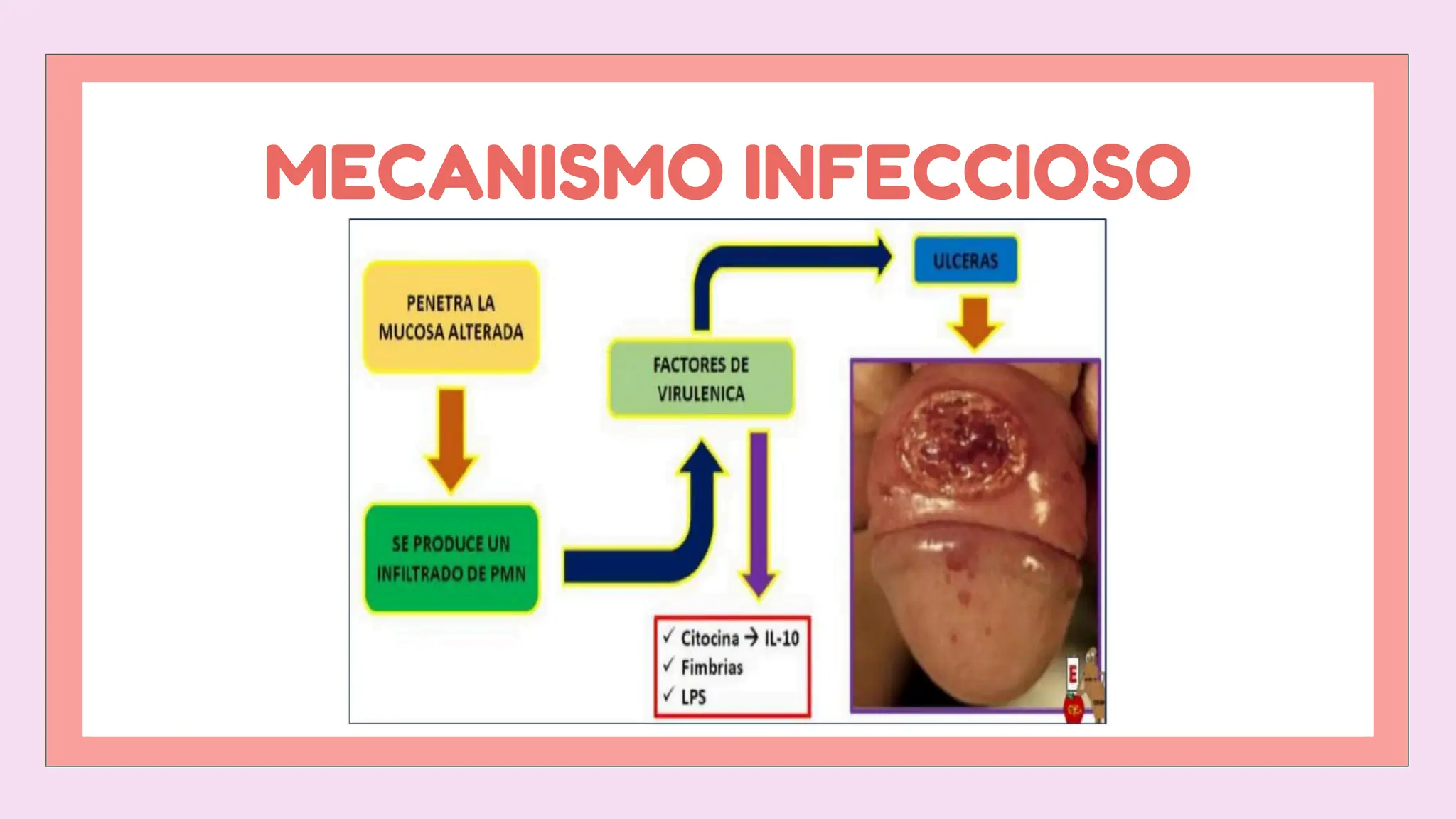 Herpes, haemophilus ducreyi y treponema pallidum.pdf