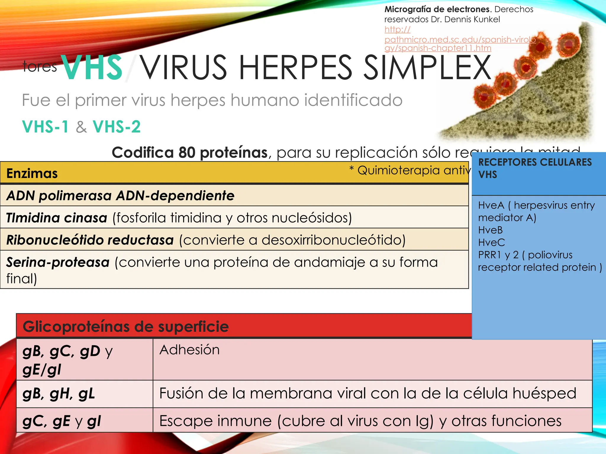 VIRUS HERPES HUMANO MICROOBIOLOGIA MEDICA | PPTX