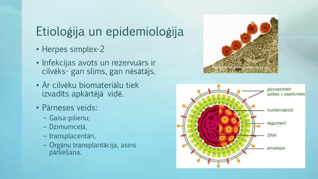 Herpes simplex 2 | PPTX