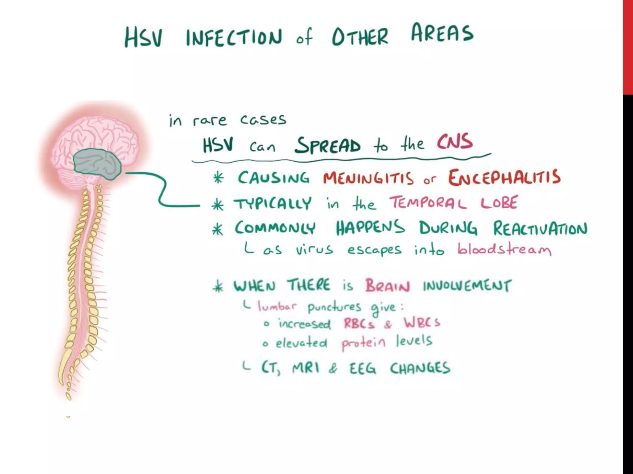 Herpes simplex infection(Hsv) | PPTX