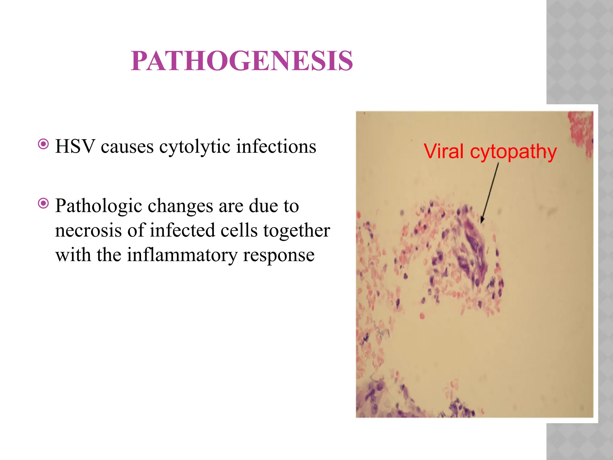 herpessimplexvirus-150808075848-lva1-app6891.pptx