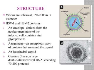 herpessimplexvirus-150808075848-lva1-app6891.pptx | Infectious Diseases ...