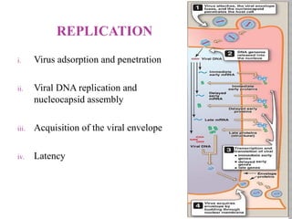 herpessimplexvirus-150808075848-lva1-app6891.pptx | Infectious Diseases ...