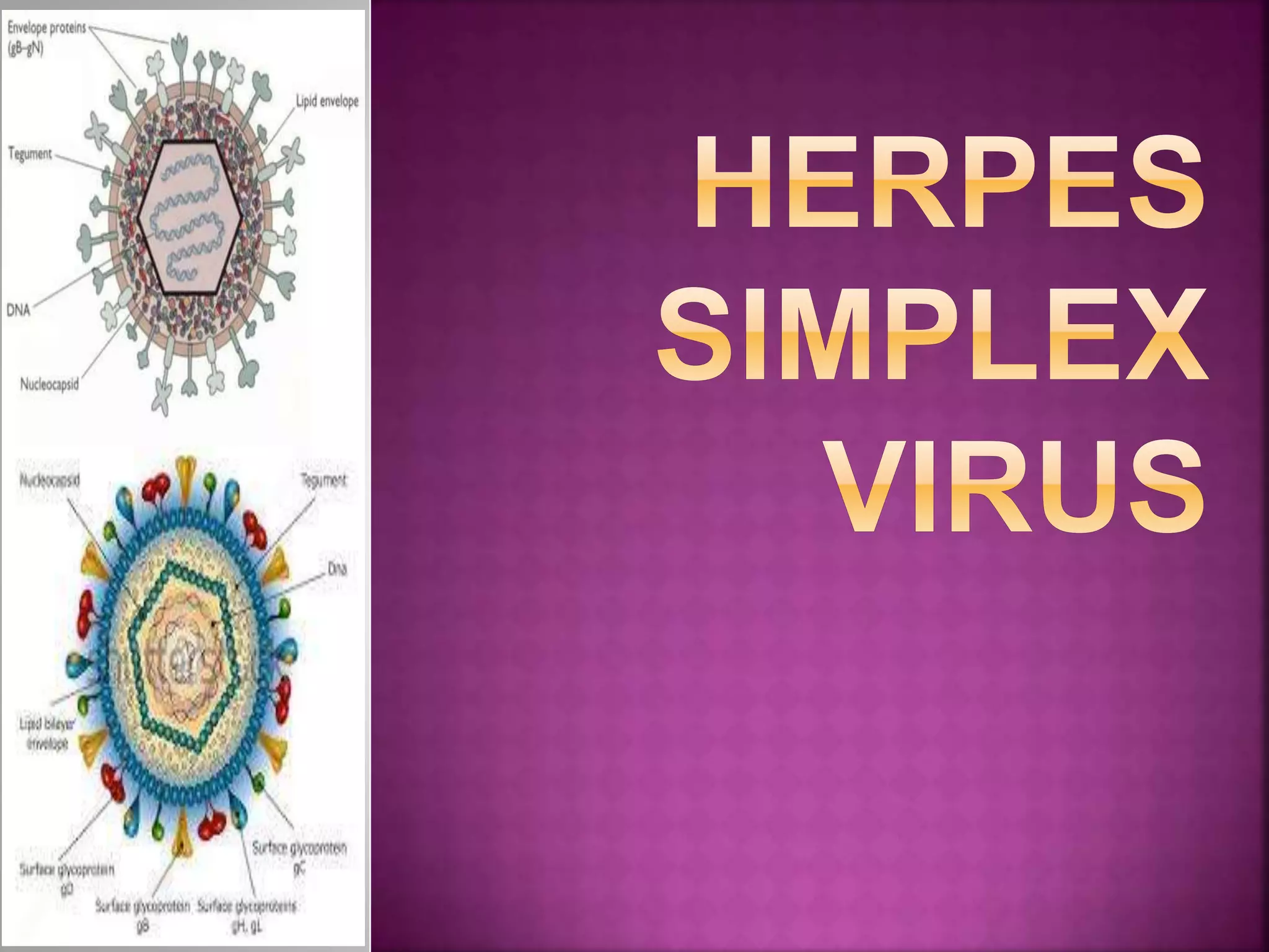 Herpes simplex virus | PPTX