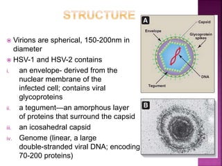 Herpes Simplex Virus Structure