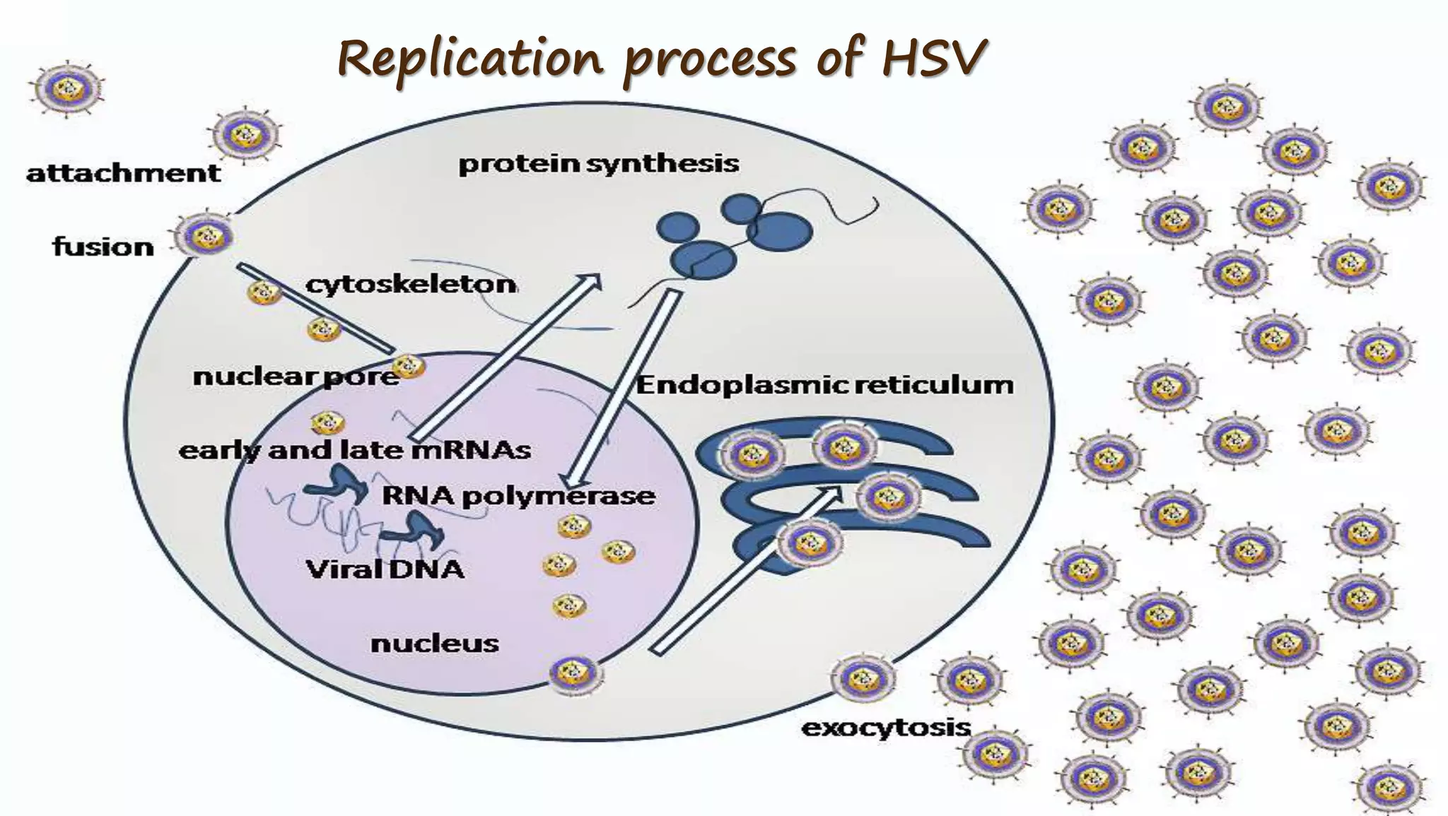 Herpes simplex virus | PPTX