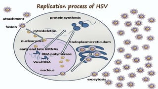 Herpes simplex virus | PPTX