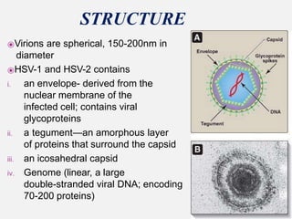 herpes simplex virus- ppt.pptx