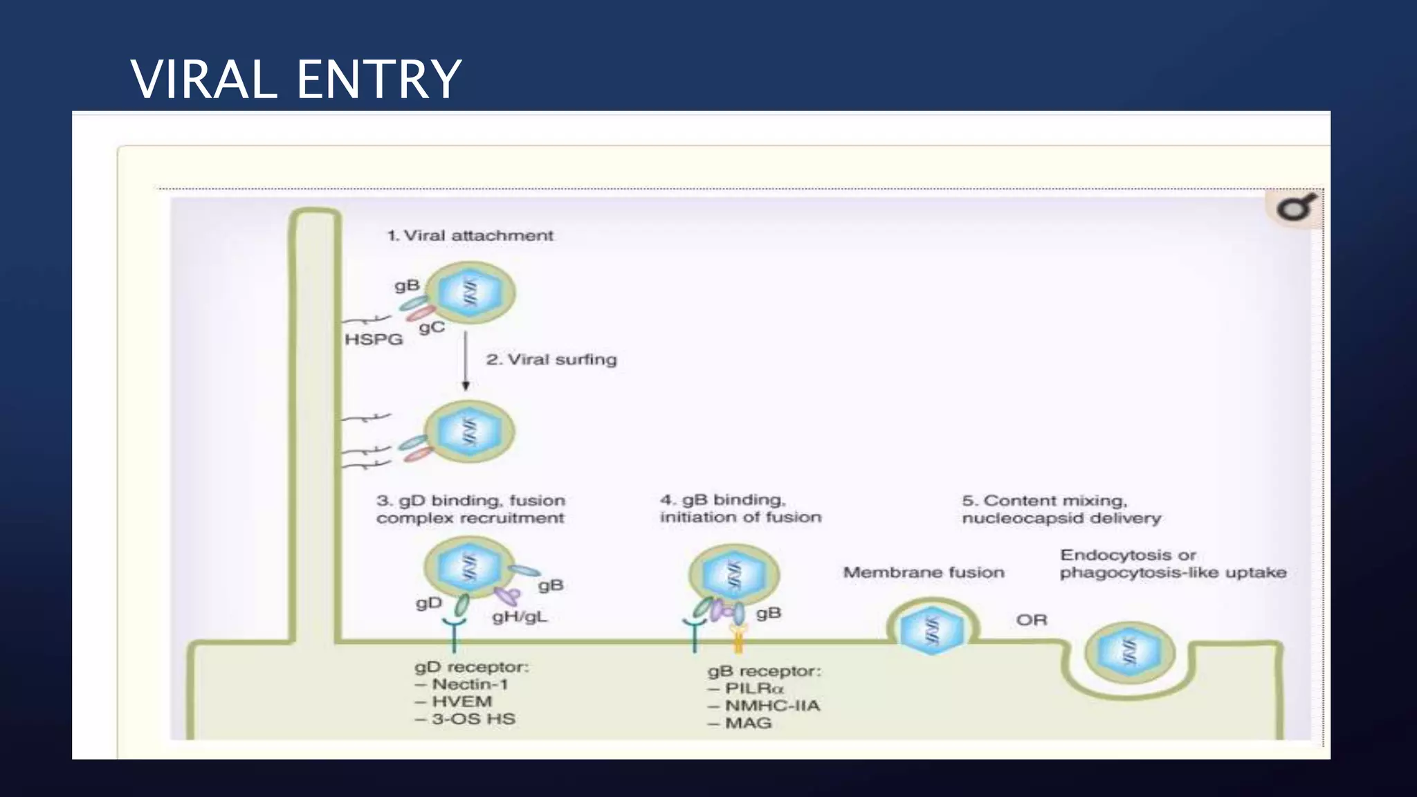 Herpes simplex virus Type 1 and Type 2 | PPTX