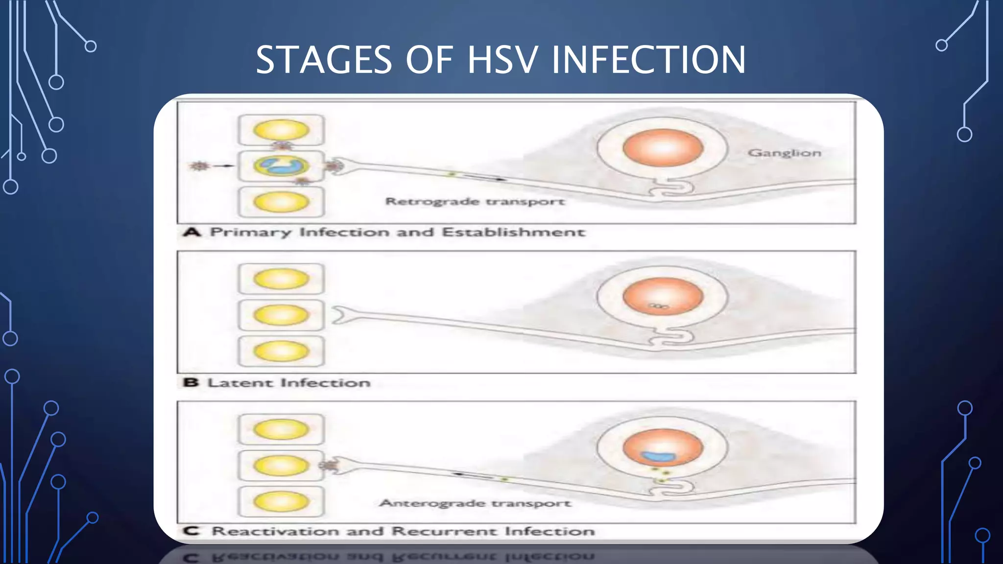 Herpes simplex virus Type 1 and Type 2 | PPTX