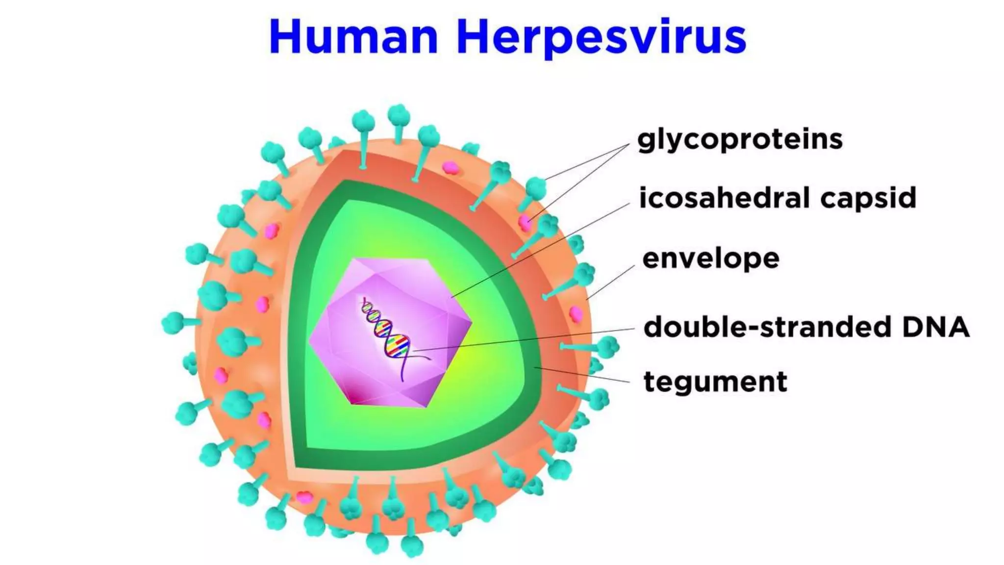 Herpes Simplex Virus 1&2 | PPTX