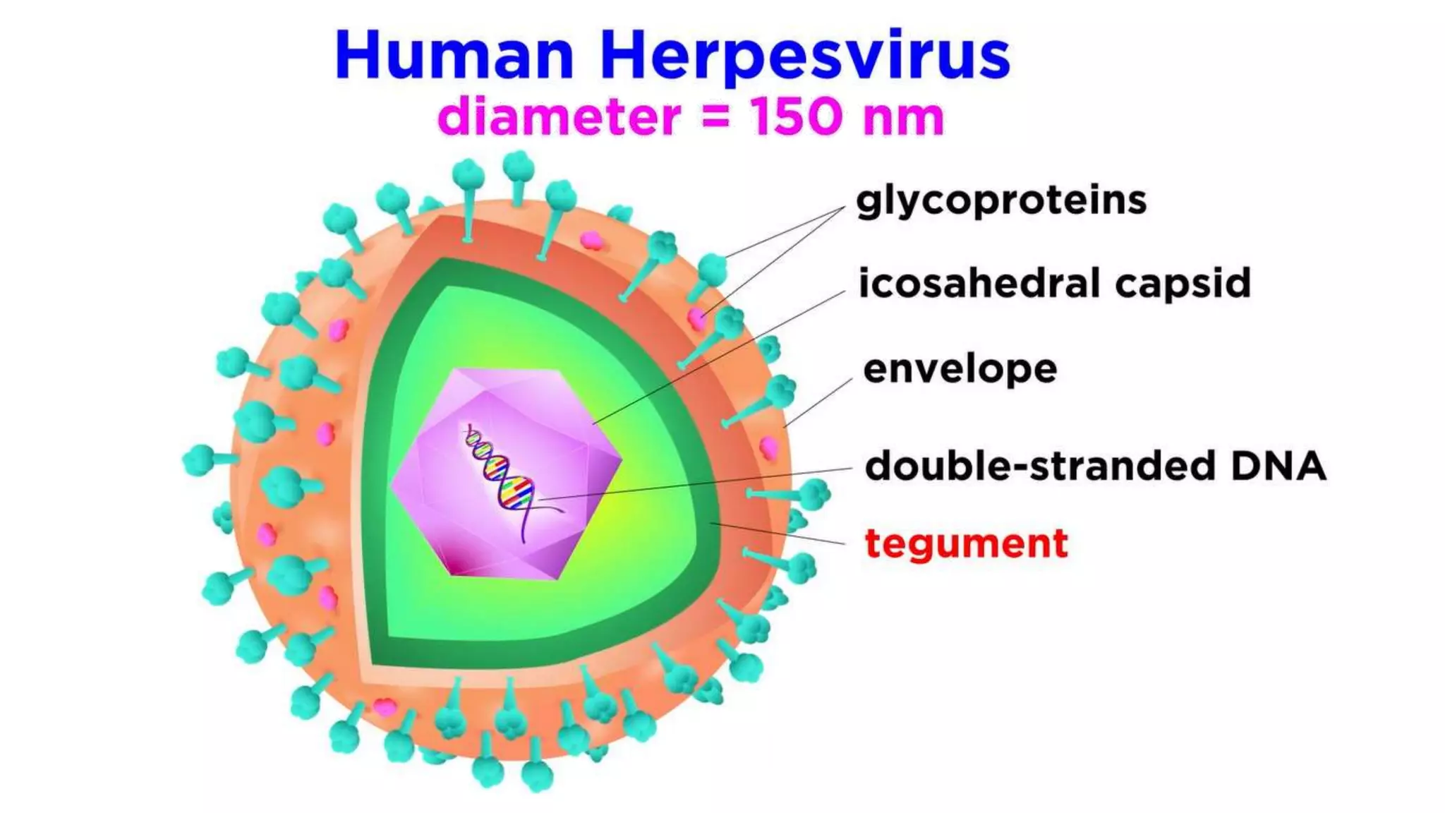 Herpes Simplex Virus 1&2 | PPTX