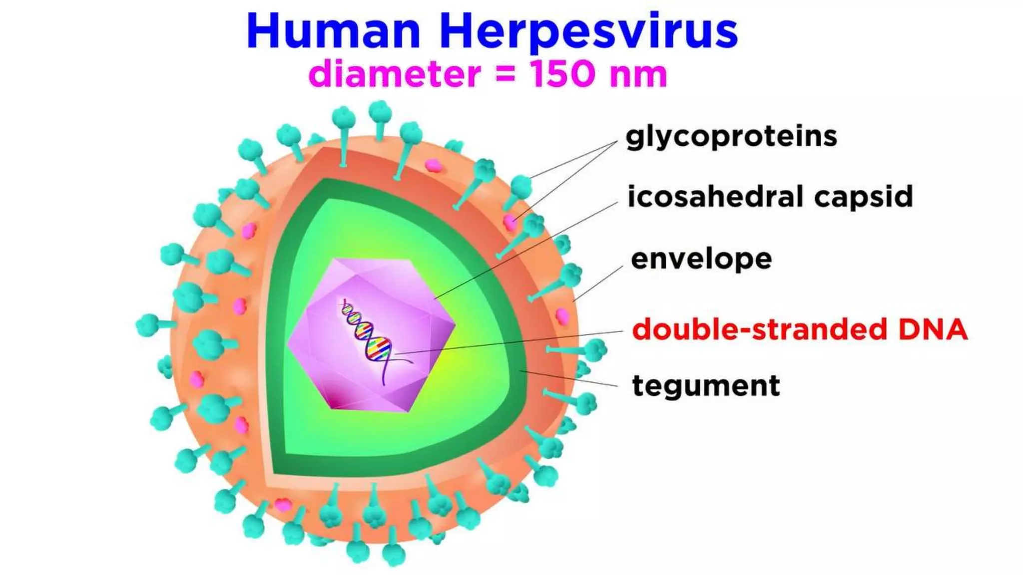 Herpes Simplex Virus 1&2 | PPTX