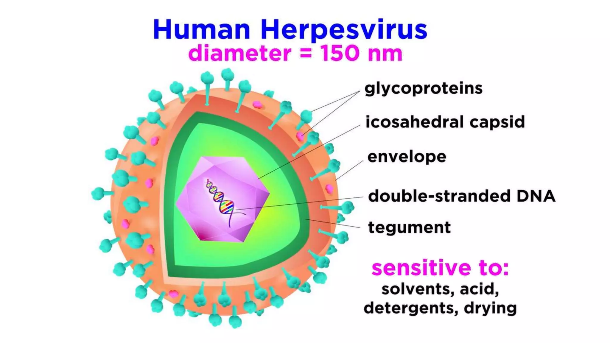 Herpes Simplex Virus 1&2 | PPTX