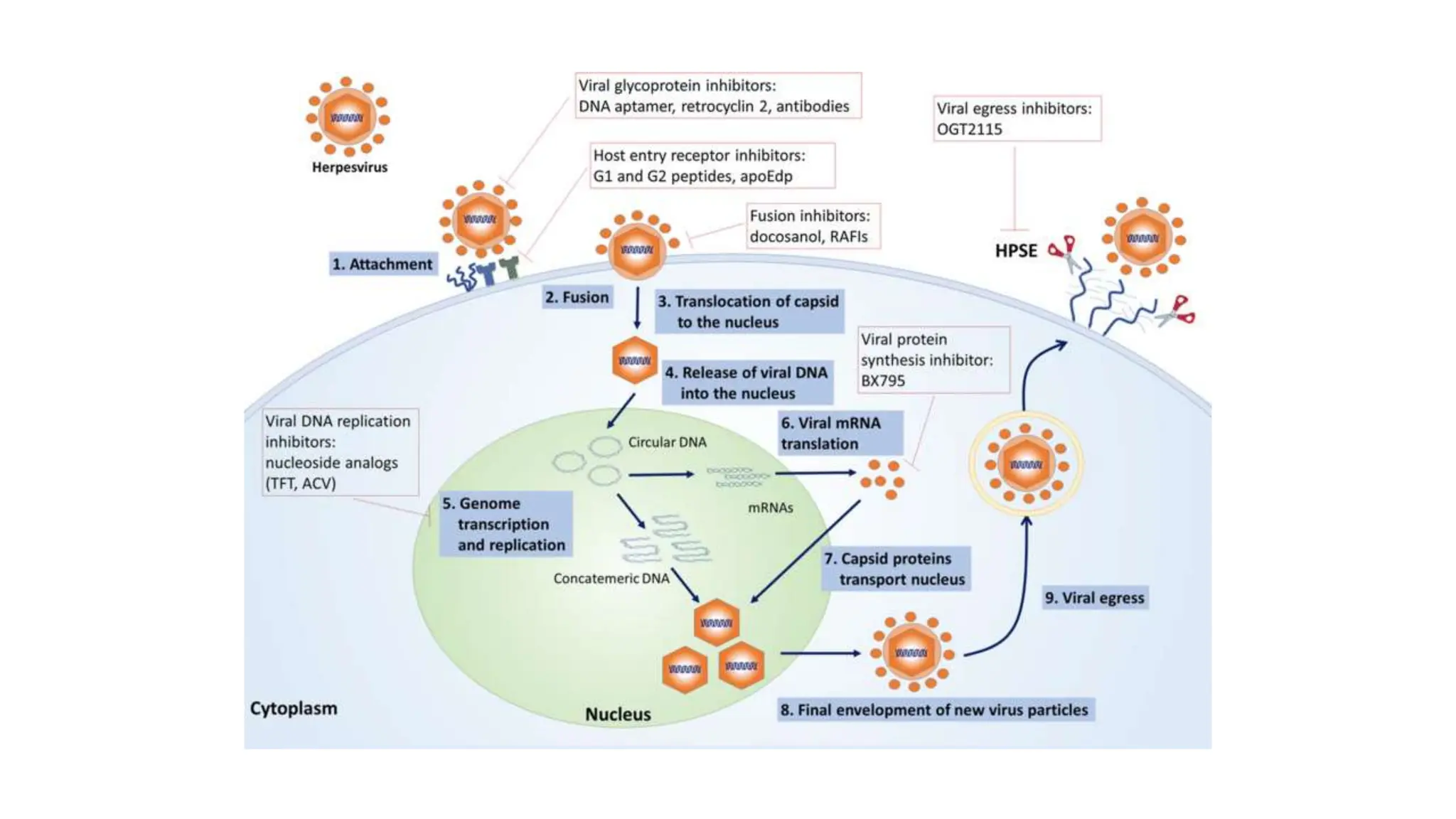 Herpes simplex virus 1 and 2 (HSV 1 and 2)) | PPTX