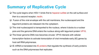 Herpes simplex virus 1 and 2 (HSV 1 and 2)) | PPTX