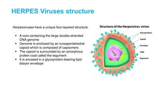 Herpes simplex virus 1 and 2 (HSV 1 and 2)) | PPTX