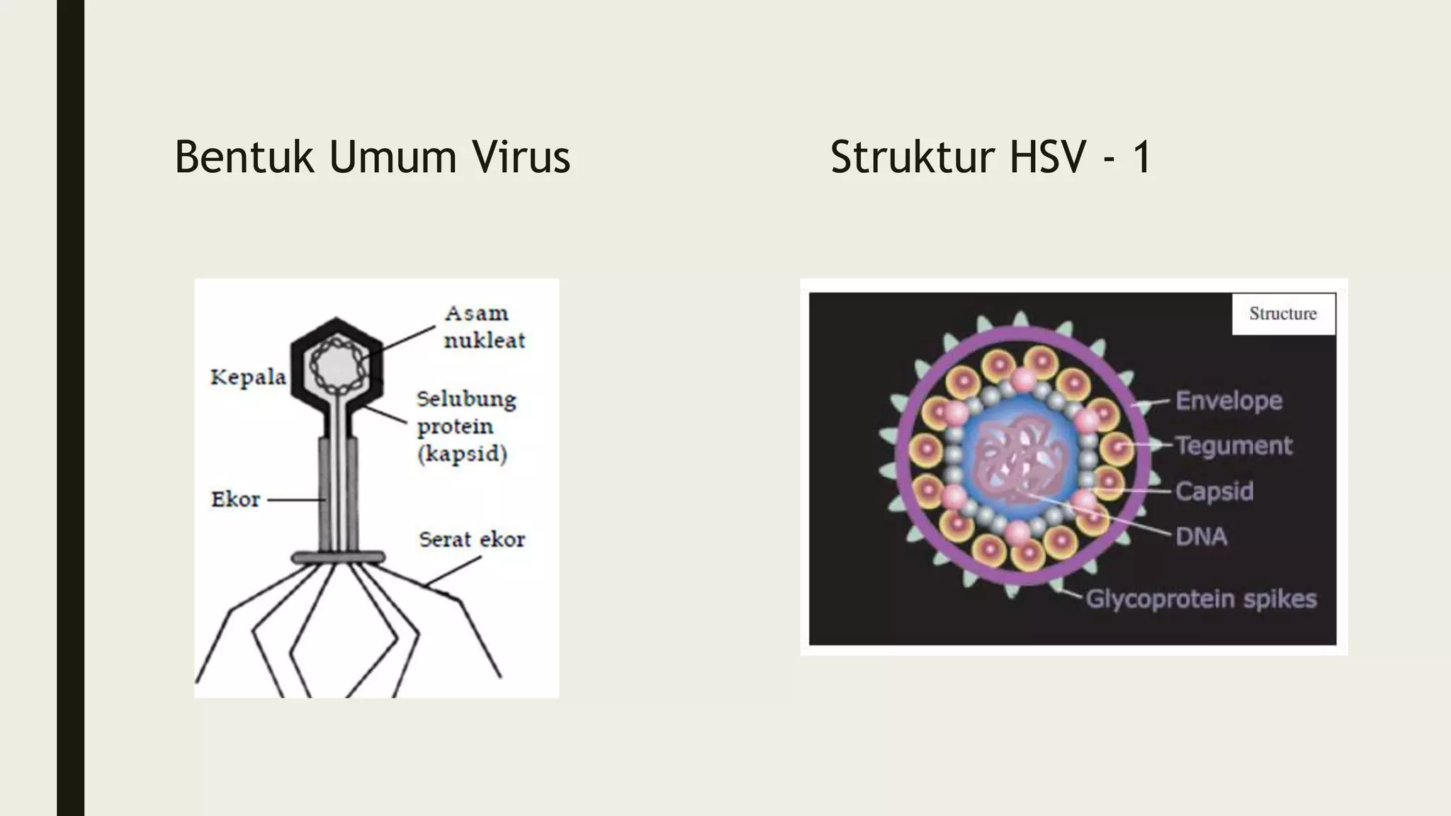 Herpes simplex virus (HSV).pptx