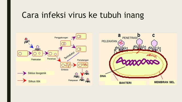 Herpes simplex virus (HSV).pptx