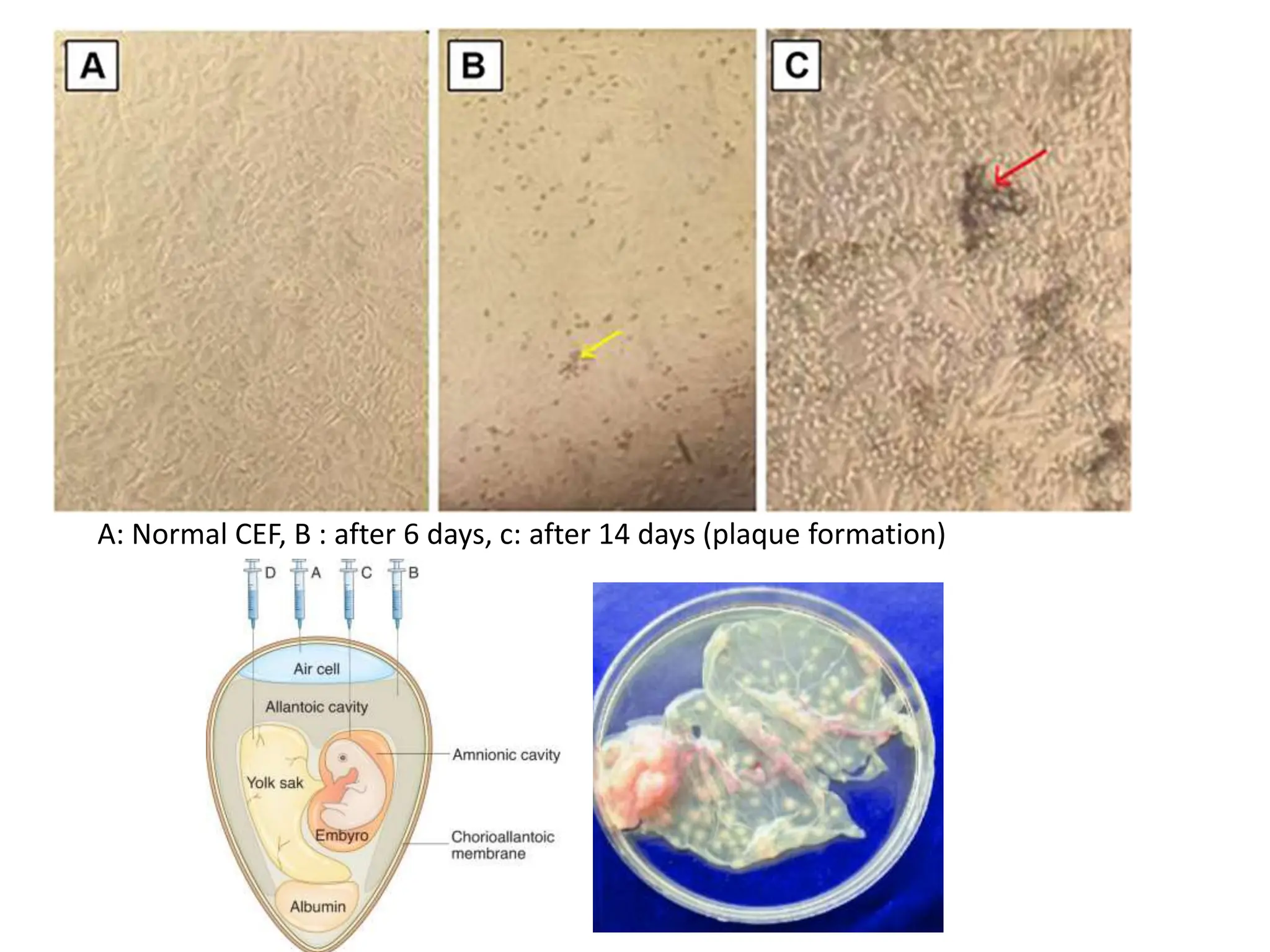 Herpes viridae.pptx virology family herpes virudae | PPTX