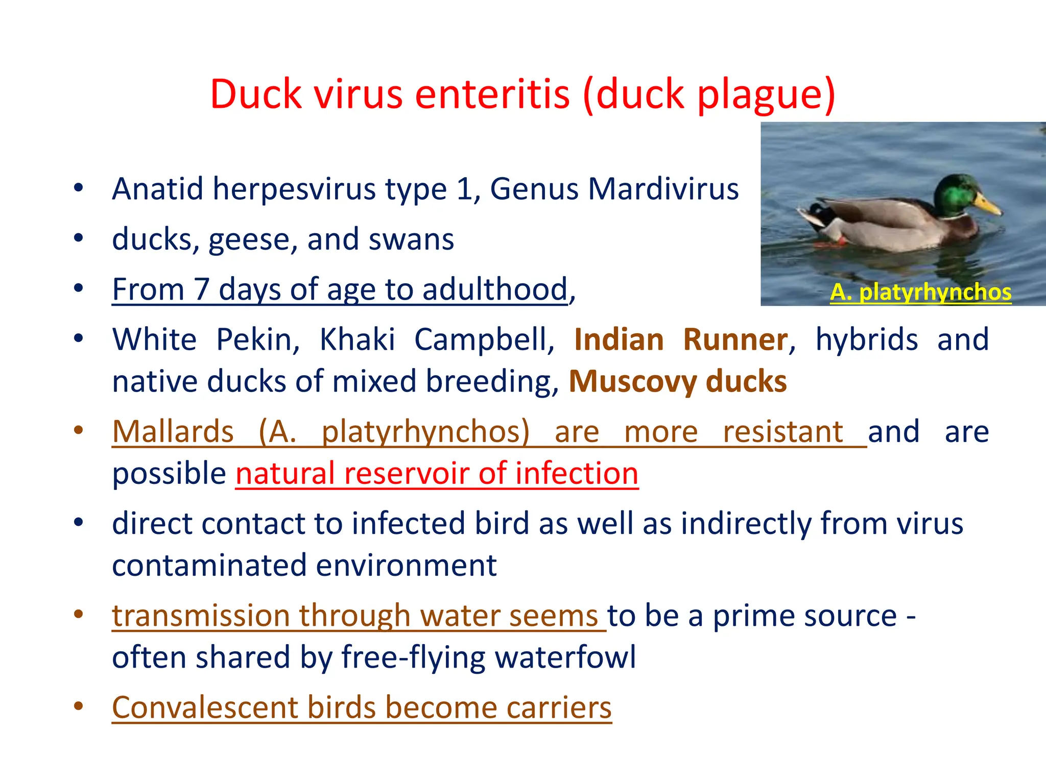 Herpes viridae.pptx virology family herpes virudae | PPTX