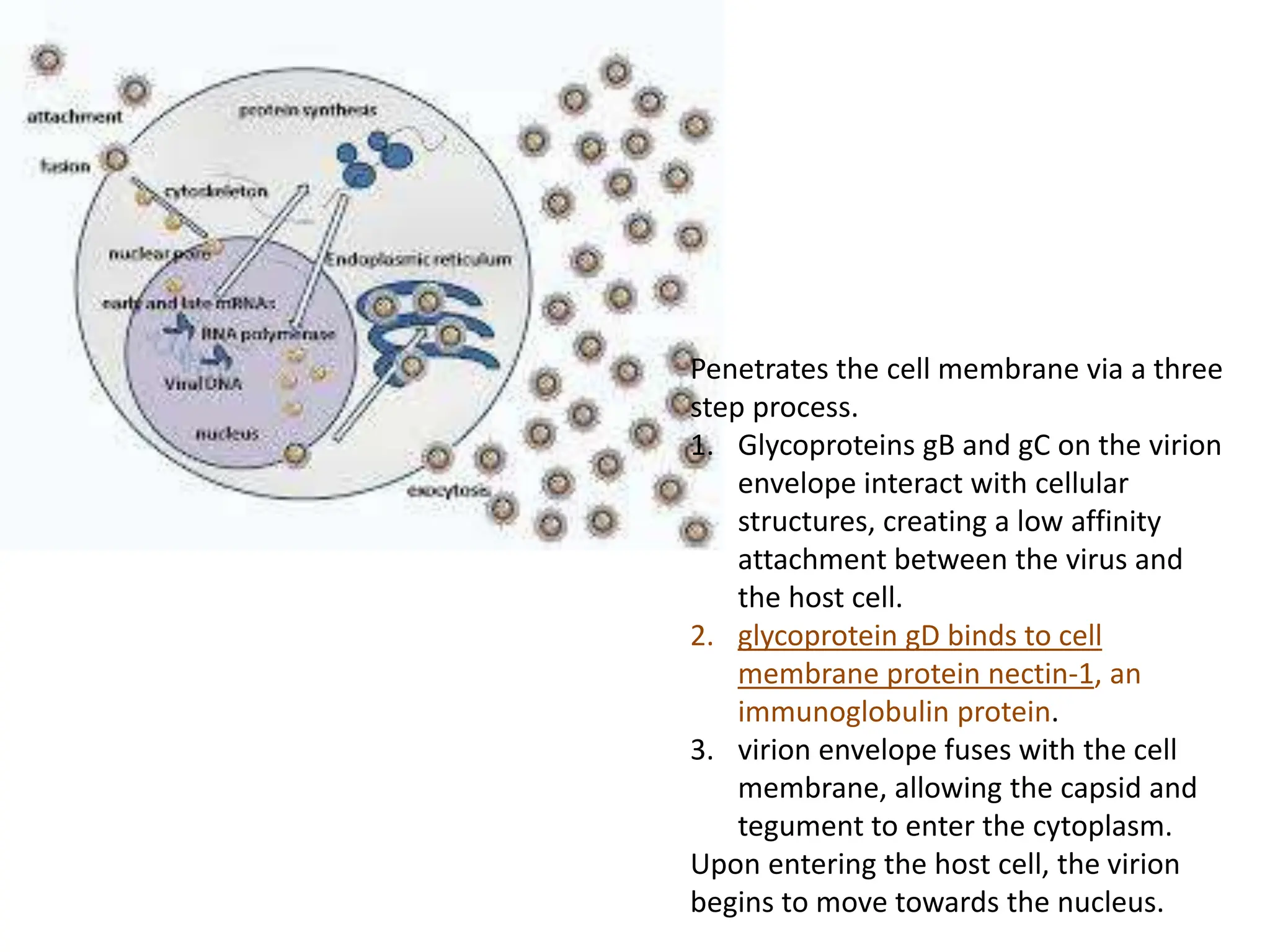 Herpes viridae.pptx virology family herpes virudae | PPTX