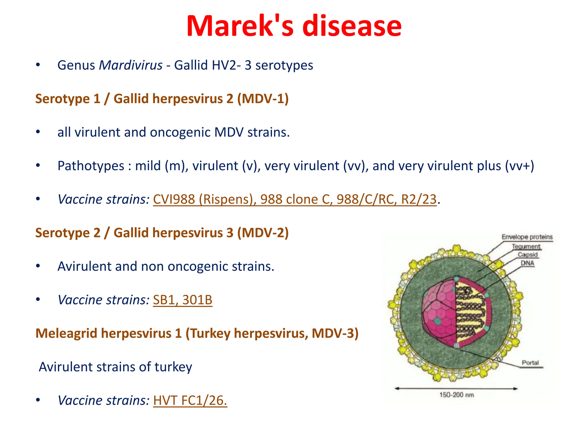 Herpes viridae.pptx virology family herpes virudae | PPTX