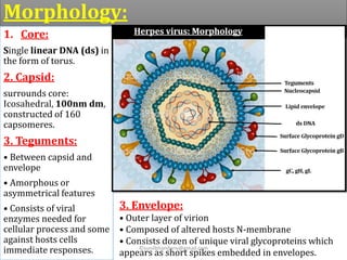 Herpesvirus | PDF