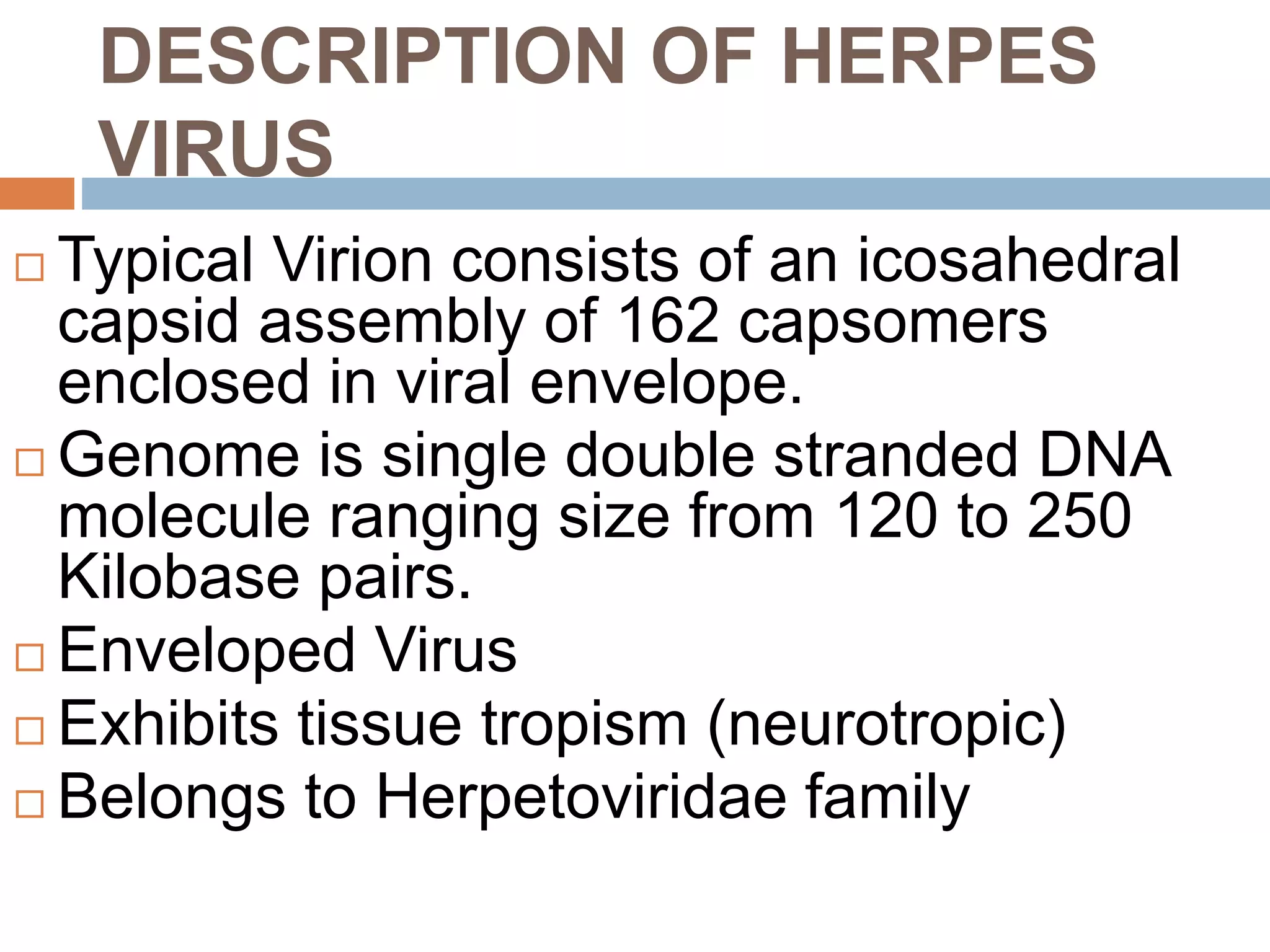 Herpes Virus.ppt