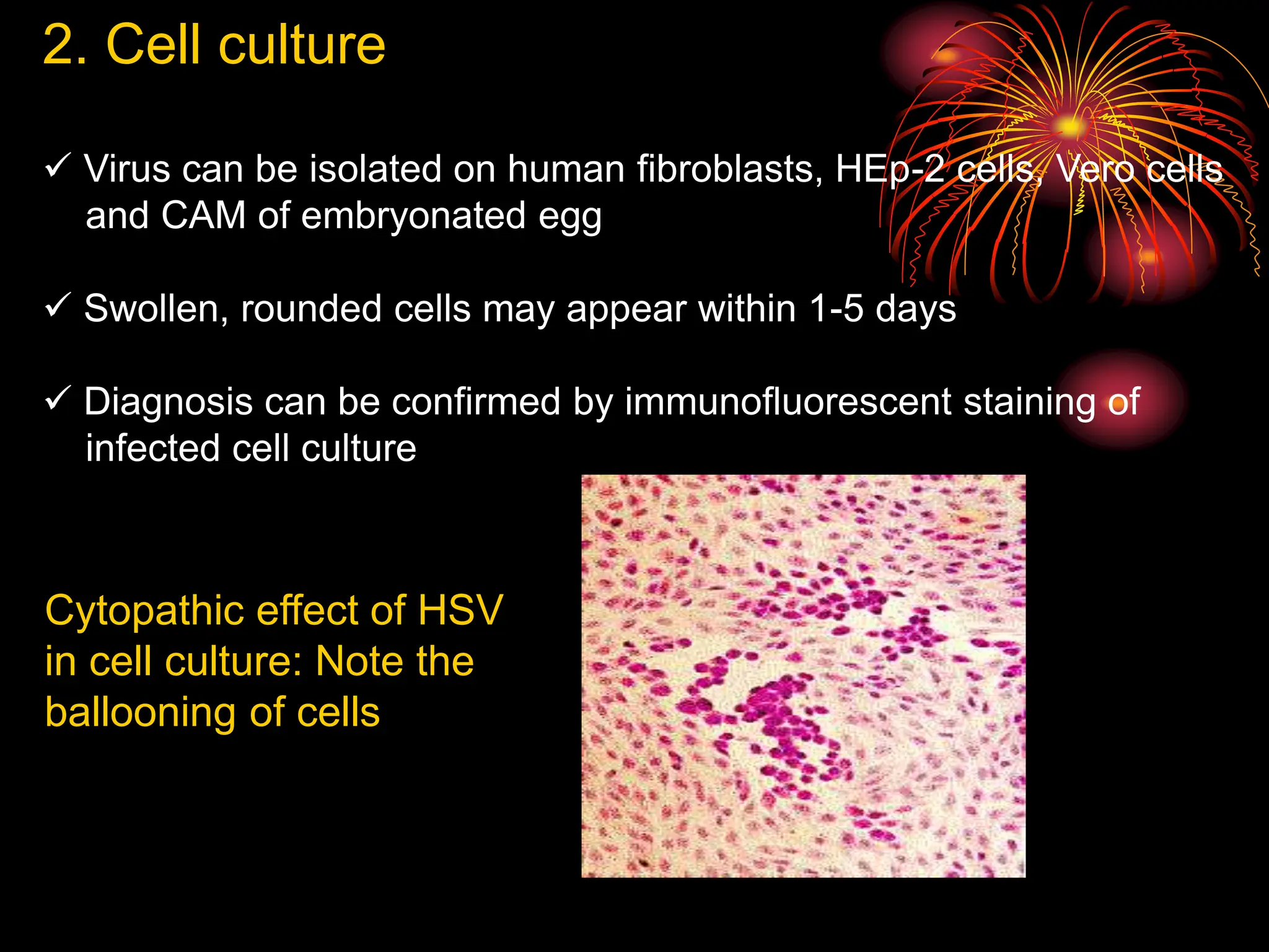 herpesviruses bacteria virus and infection | PPT