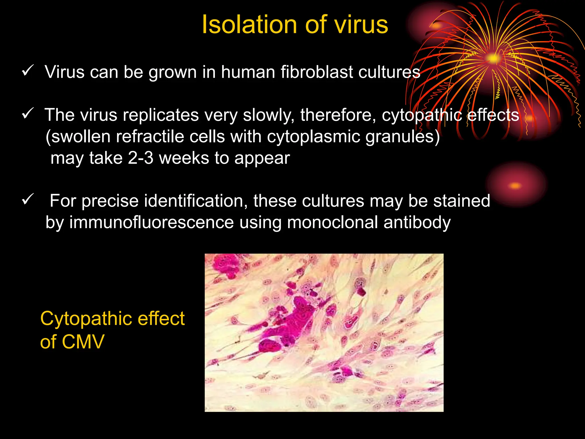 herpesviruses bacteria virus and infection | PPT