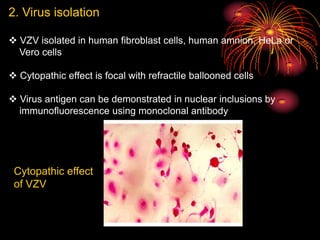 Herpesviruses | PPT