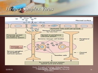 HERPES VIRUSES UNDERSTANDING ITS MICROBIOLOG | PPT