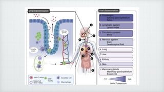 Herpes Viruses(HHV1-8) Herpes Viruses -Pathogenicity & Lab Diagnosis .pptx
