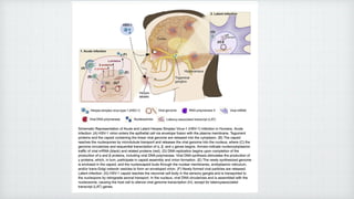 Herpes Viruses(HHV1-8) Herpes Viruses -Pathogenicity & Lab Diagnosis .pptx
