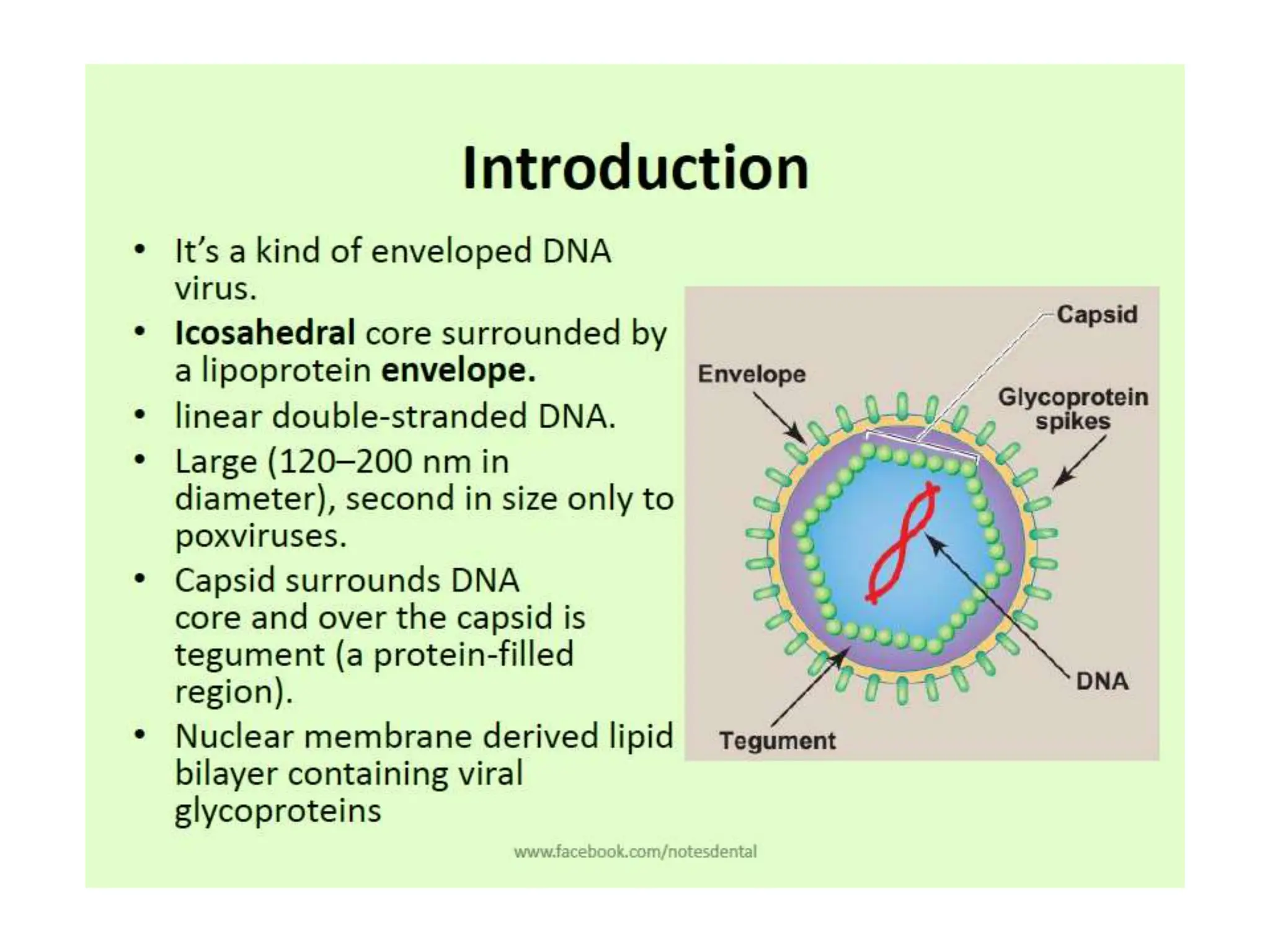 Herpes viruses ppt prepared by DR. PRINCE C P | PPTX