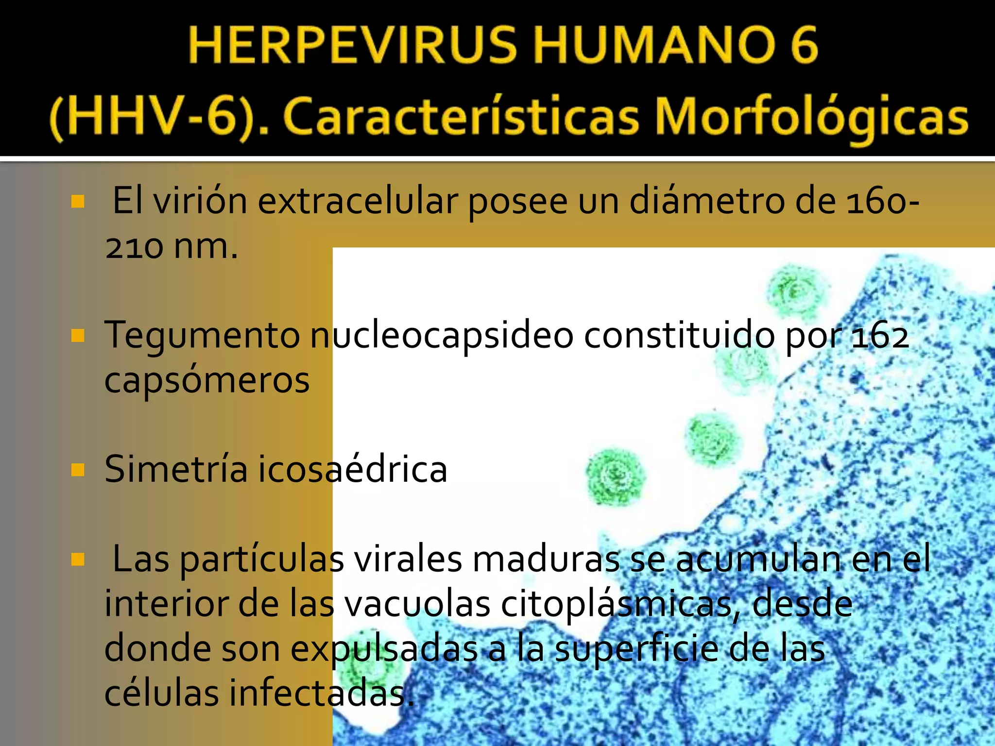 Herpesvirus humano 6, 7 y 82012 | PPTX