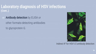 Herpes virus infection | PPTX