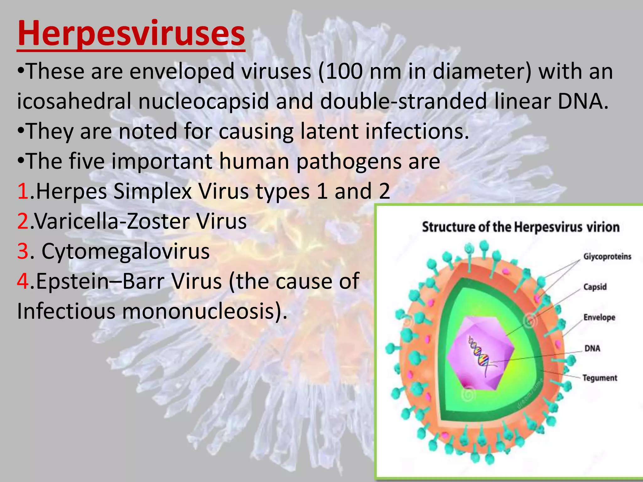 Herpes virus infections copy | PPTX