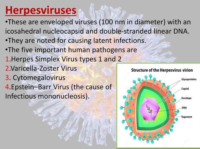 Herpes virus infections copy | PPTX | Infectious Diseases | Diseases and Conditions